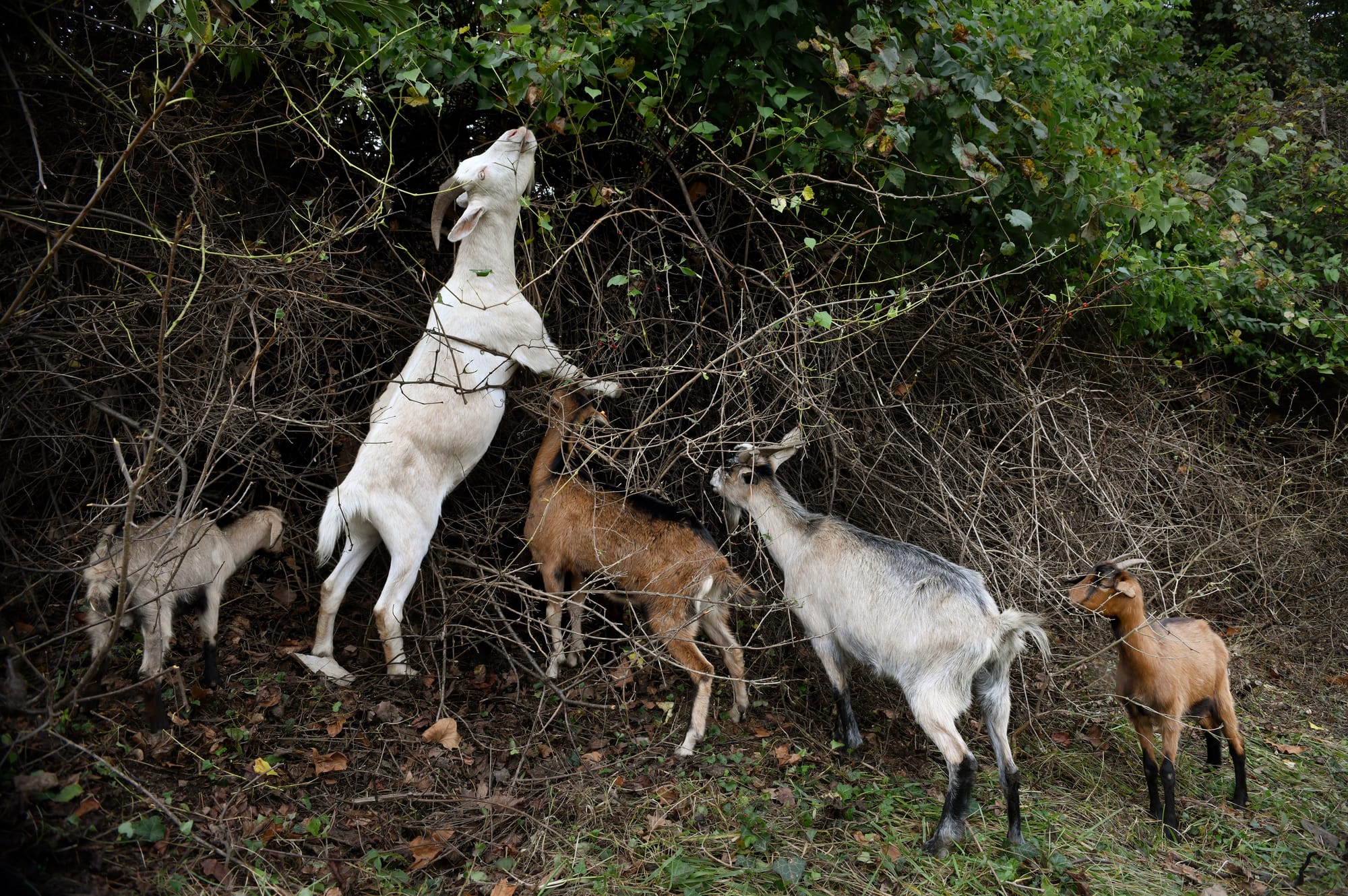 Jury Finds Brandon Bell, Former Roanoke Valley State Senator, Defamed ...
